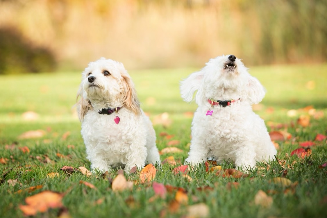 A.L.I.T.E. Fund – “A Look in Their Eyes”